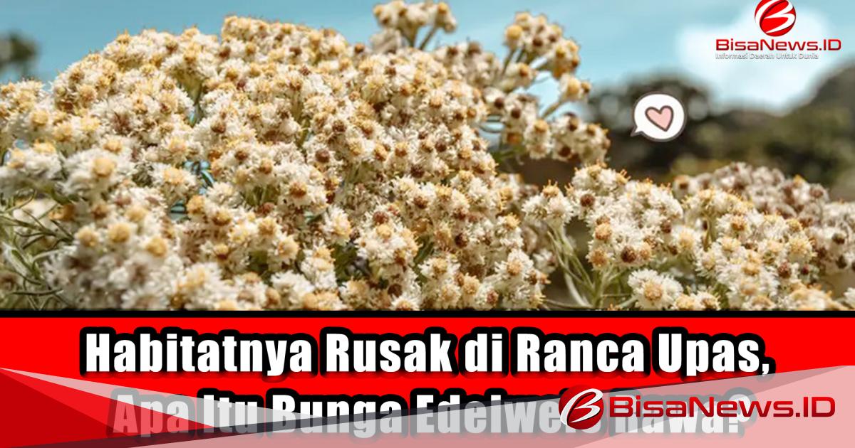 Habitatnya Rusak Di Ranca Upas, Apa Itu Bunga Edelweis Rawa?