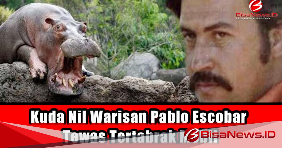 Kuda Nil Warisan Pablo Escobar Tewas Tertabrak Mobil