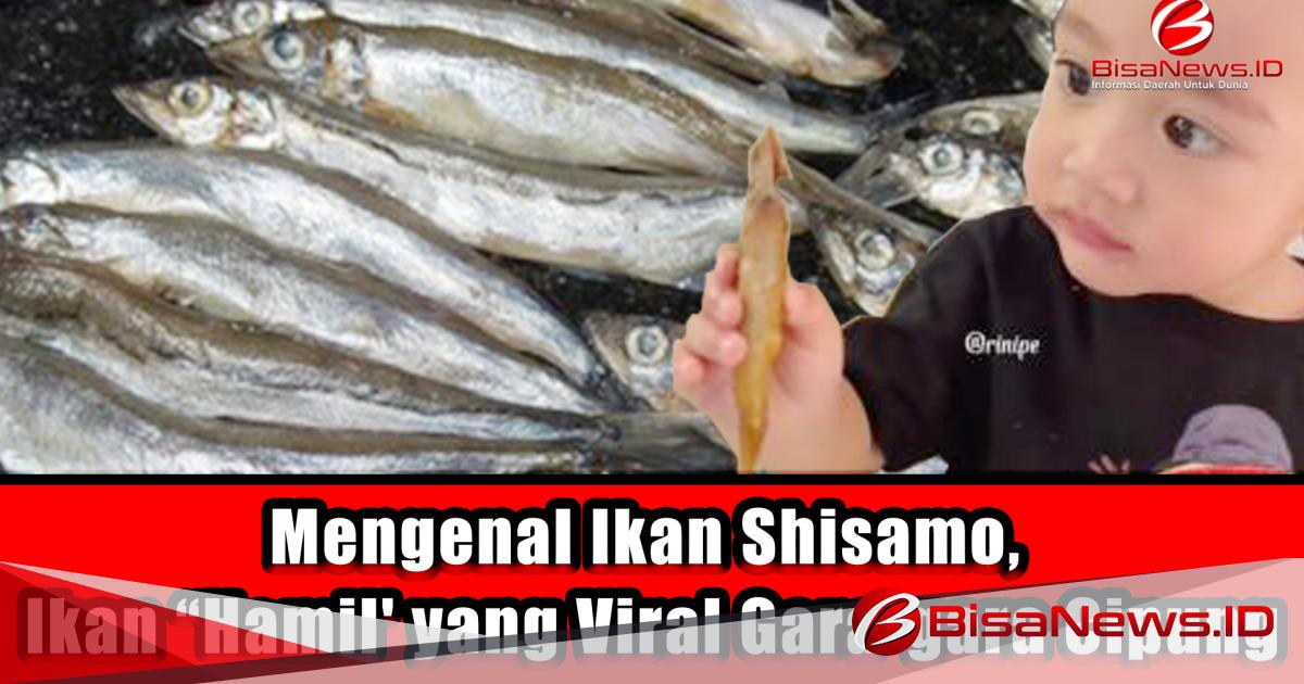 Mengenal Ikan Shisamo, Ikan 'Hamil' Yang Viral Gara Gara Cipung